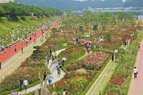 천만송이 진한 향삼척 장미축제 ‘활짝