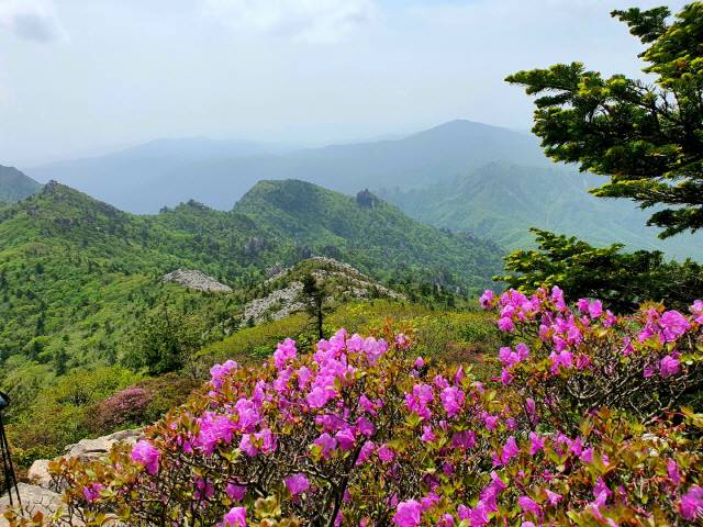 최동열의 산썰山說 8 설악산 털진달래를 만나는 시기