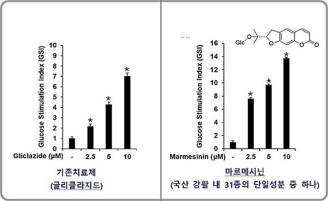 한약재 강활 혈당조절 효능 확인인슐린 분비 기존 치료제 2배
