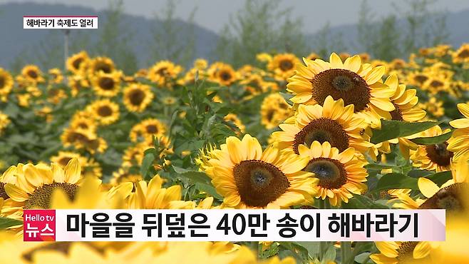 40만 송이 해바라기 황금빛 물결강주마을 지역연구소 지랩