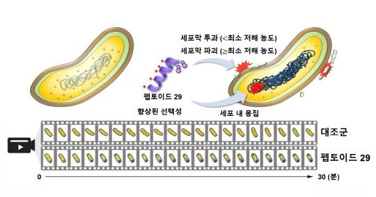 슈퍼박테리아 치료제 나올까다제 내성균 잡는 `강력한 항생제` 개발