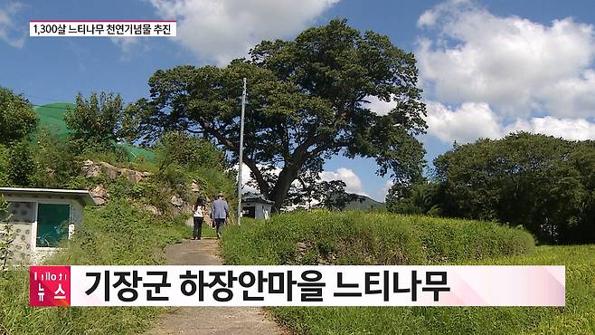 기장 1300살 느티나무 천연기념물 추진 지역연구소 지랩