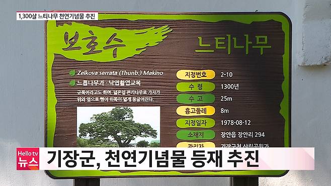 기장 1300살 느티나무 천연기념물 추진 지역연구소 지랩