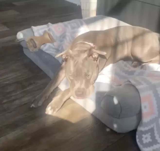 새롭게 가족이 된 개 친구가 너무 좋은 개, '엘리' 잘때도 손을 꼭 잡고 자는데...?! | koreadognews