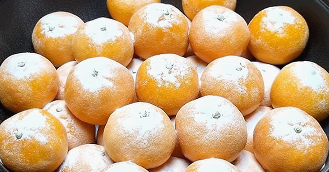 곰팡이 핀 귤 먹어도 될까 🍊 썰리