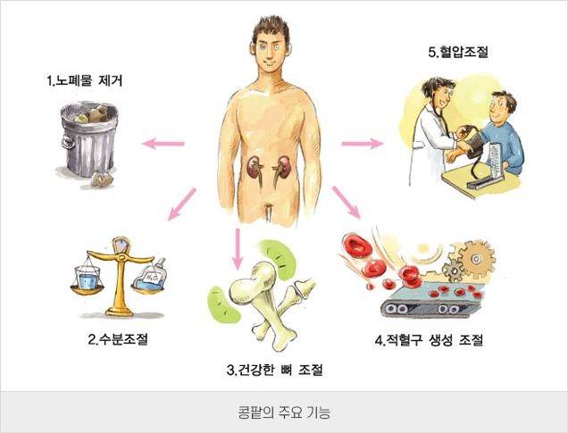 위클리 건강 만성콩팥병 주범은 당뇨병·고혈압치료 적기 놓치지 말아야