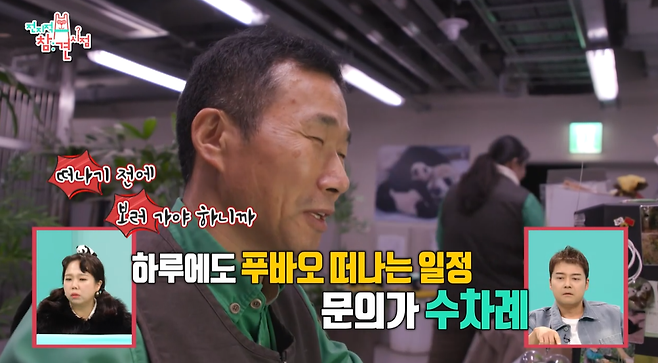 벚꽃 피기 전에 한국 떠난다는 푸바오 에브리원해