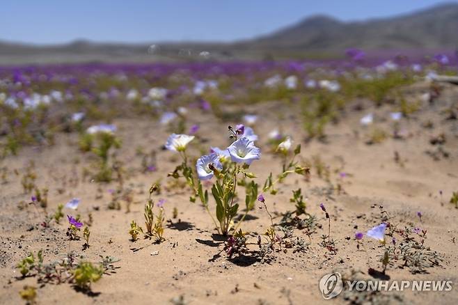 관광객도 물어죽였다”칠레 유명 관광지에 나타난 무서운 이녀석들