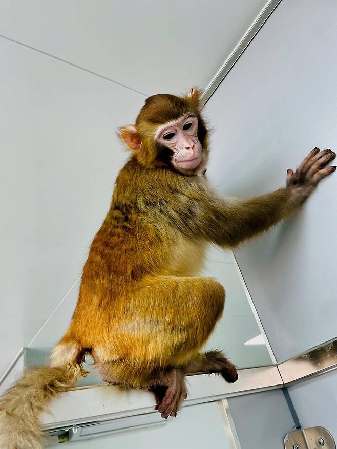 인간과 93 일치 붉은털원숭이 복제 첫 성공생명 윤리 딜레마 커져