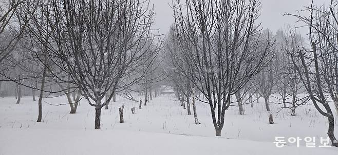 설국雪國 울릉도 전승훈의 아트로드
