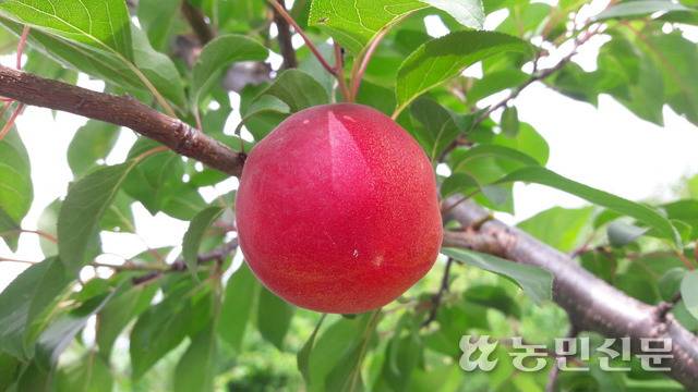 과일 한개로 자두·살구 맛 한번에 즐기세요~ ‘플럼코트 신품종 4종 개발