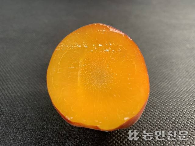 과일 한개로 자두·살구 맛 한번에 즐기세요~ ‘플럼코트 신품종 4종 개발