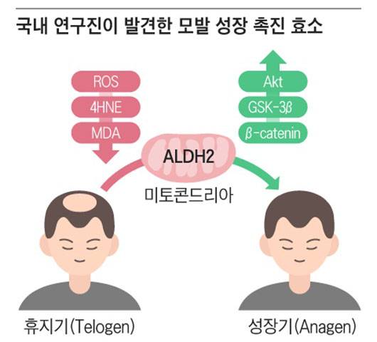 모발 성장 촉진 효소를 통한 탈모 치료 가능성