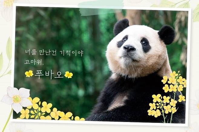 푸바오 마지막 보는 날 3월 3일유채꽃 실컷 보여줄게