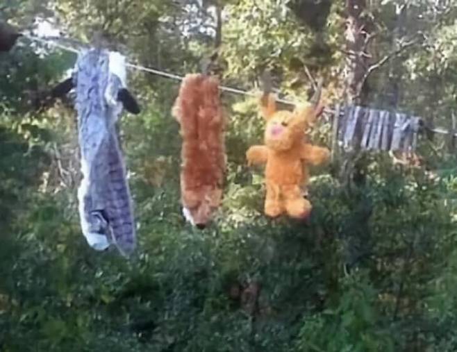 인형 너무 더럽길래 빨아서 빨랫줄에 걸어놓았더니 걱정됐던 강아지의 행동 애니멀 플래닛