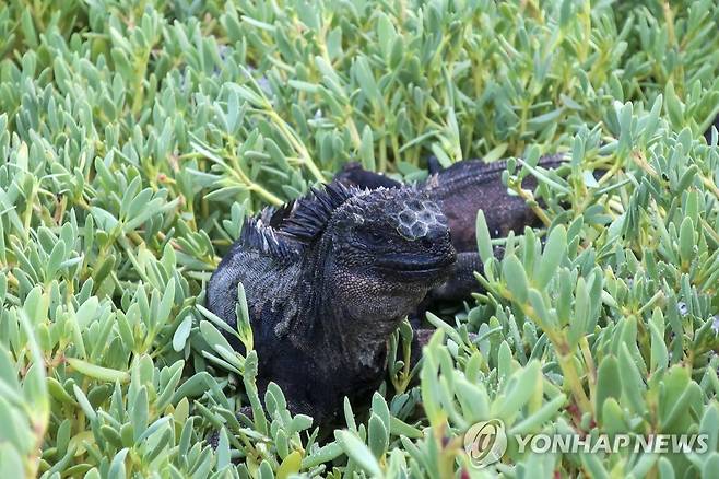 생태 보고 갈라파고스 입도 100→200달러8월부터 적용