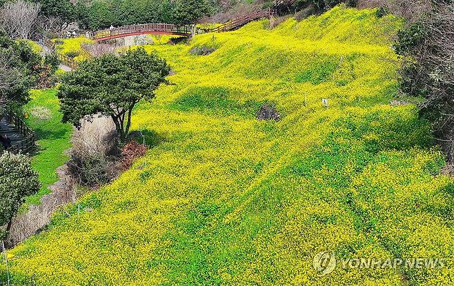 서귀포 엉덩물 계곡의 봄