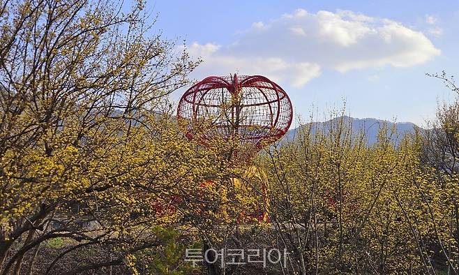 노랗게 물든 구례 산수유마을산수유축제 9일 개막