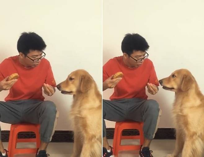 간식 먹을 생각에 행복한 강아지 보는 앞에서 쥐꼬리만큼 떼어서 주면 생기는 일 애니멀 플래닛