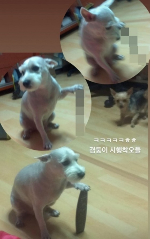 한소희 짤 ‘칼 든 강아지 견주 등판 슈퍼스타 됐다”