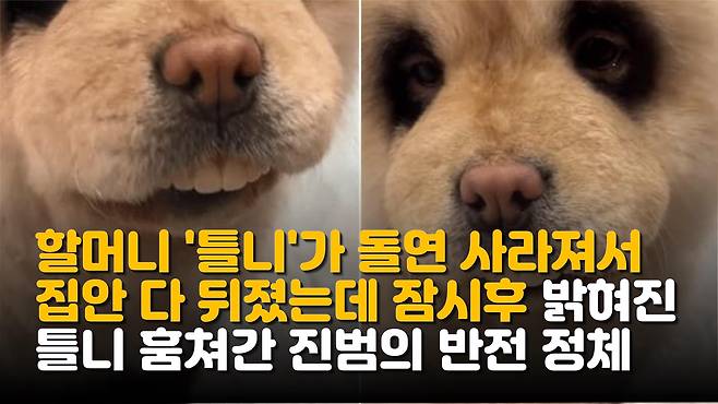 피곤했는지 편의점 자동문 앞에 누웠다 그대로 잠든 강아지가 잠시후 마주한 결말 애니멀 플래닛