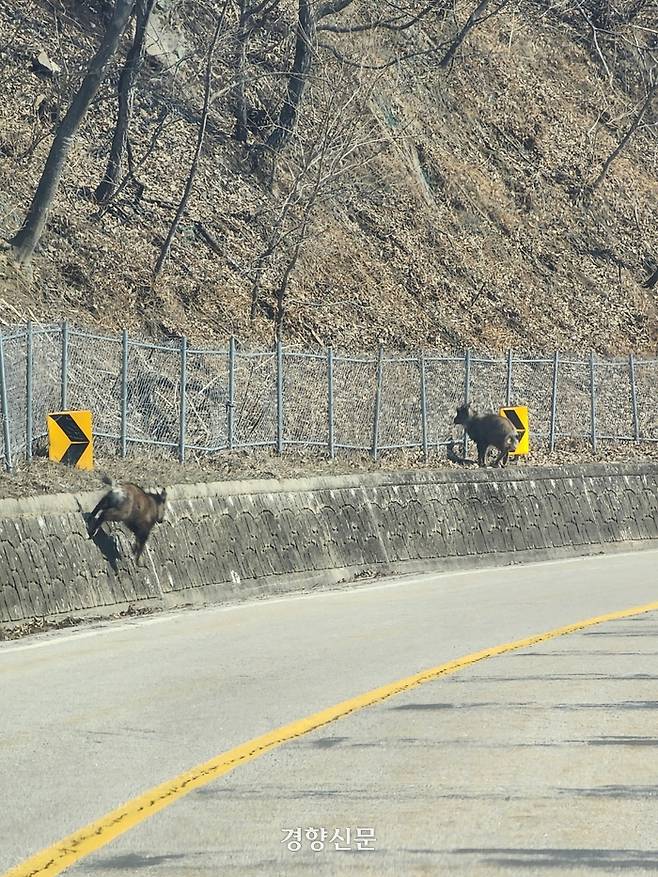 영상 차도와 돼지열병 울타리 사이···떼죽음 위기 천연기념물 산양
