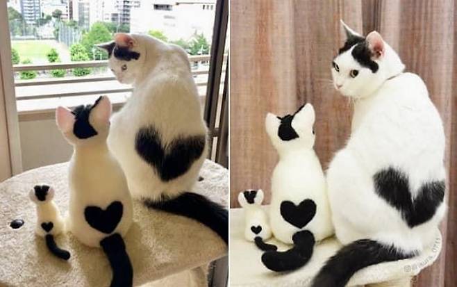 신기하게도 새하얀 등에 까만 하트점♥ 있어서 볼때마다 심쿵 당하게 한다는 고양이 애니멀 플래닛