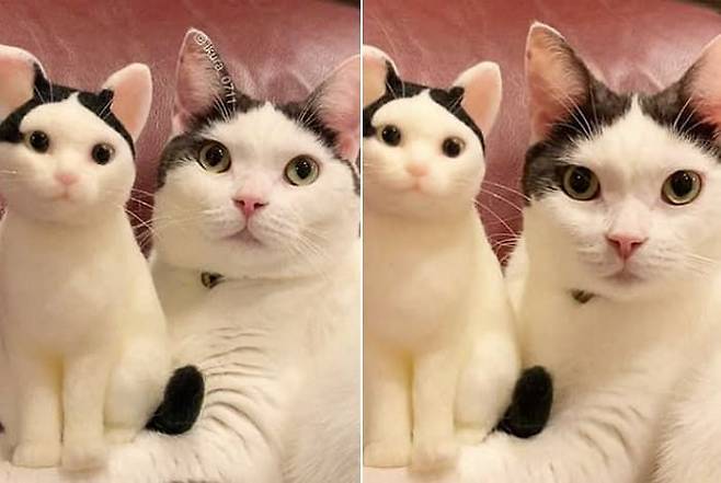 신기하게도 새하얀 등에 까만 하트점♥ 있어서 볼때마다 심쿵 당하게 한다는 고양이 애니멀 플래닛