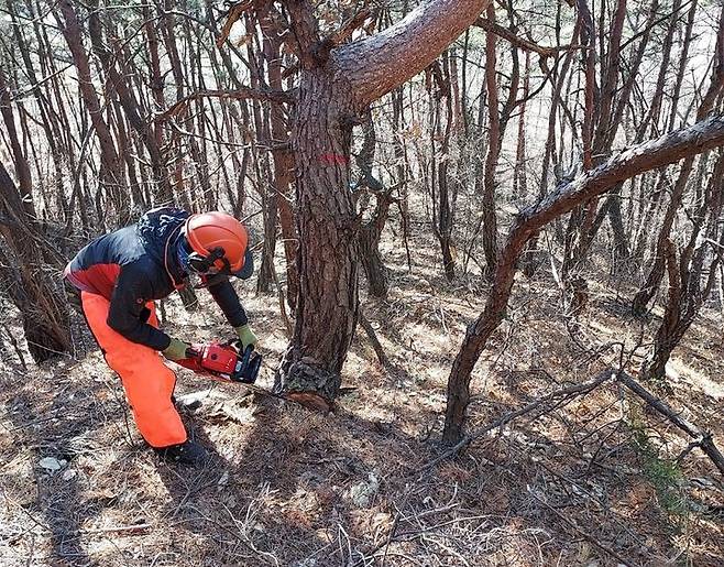 경북도 작년 소나무재선충병 전년比 4배 급증방제 비상