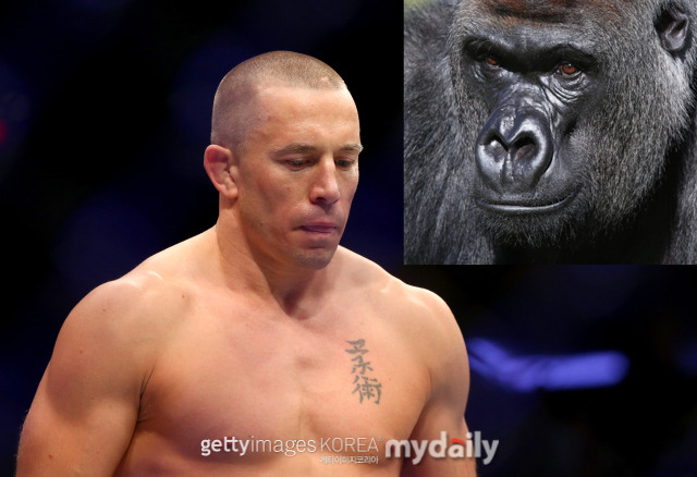 전설의 Ufc 챔피언 Gsp 실버백 고릴라 만난 사연 공개 도망가지 않고