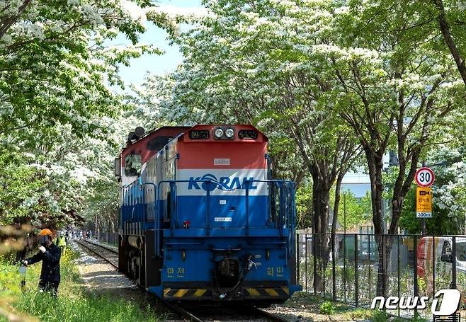 전주 팔복동 철길서 아름다운 이팝나무꽃 즐기세요”