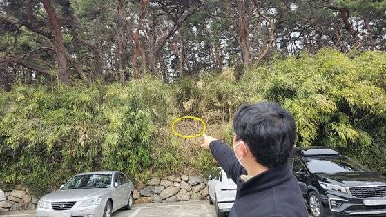 불국사 앞 소나무도 뚫렸다 남부 숲 휩쓴 ‘붉은 저주