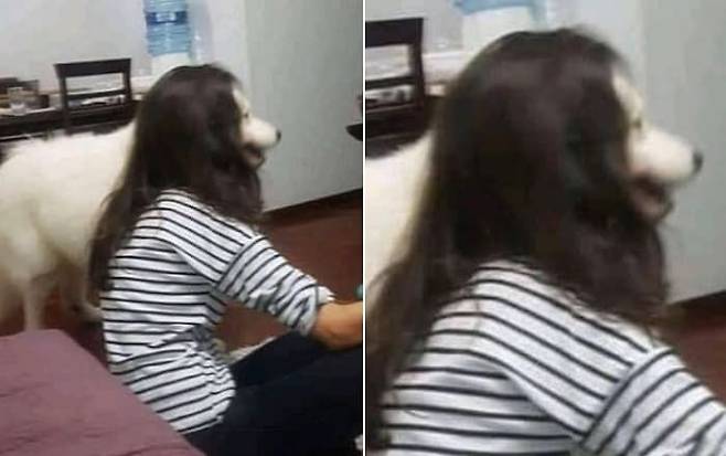 사진 찍으려 하는 찰나의 순간 강아지가 툭 튀어나와서 역대급 사진을 찍었습니다 애니멀 플래닛