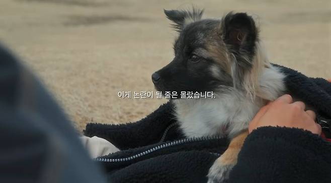 세달 만에 20만 펫튜버반려견팔이 비난에 내놓은 말