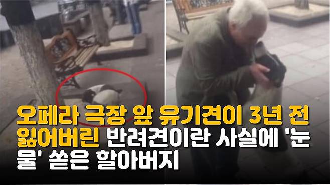 아빠가 잠든 사이 혼자서 틀니 가지고 놀다가 그만 자기 입에 끼어버린 강아지 애니멀 플래닛