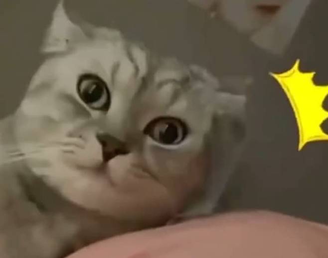 임신한 엄마의 배에 얼굴 기대고 있다가 태아의 움직임에 두 눈 휘둥그레진 고양이 애니멀 플래닛