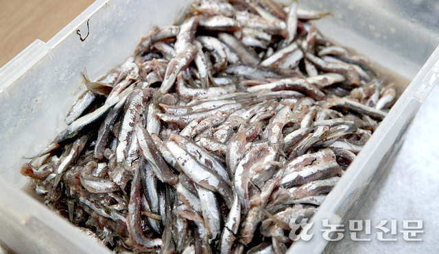 향토밥상 제철 맞은 정어리 한쌈 고소한 봄이 입안 가득