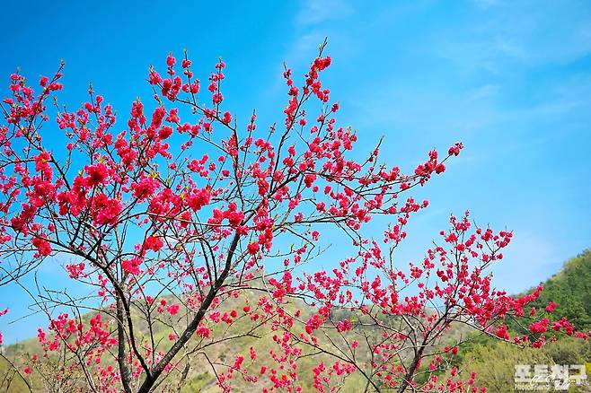 포토친구 완주 화산꽃동산