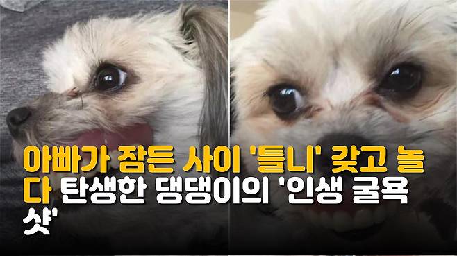 아빠 다리 사이에 안긴 채로 자기 무섭지 않냐며 으르렁 이빨 보이는 아기 호랑이 애니멀 플래닛