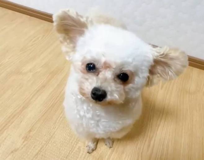 날개 쫙 펼쳤다 접는 것 마냥 양쪽 귀 파닥파닥 움직이는 개인기 보여준 토이푸들 애니멀 플래닛