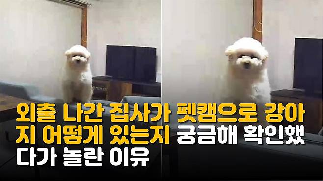 흔들 목마 장난감 가지고 가는 사육사 뒤쫓아가다가 짜증 제대로 폭발한 아기 판다 애니멀 플래닛