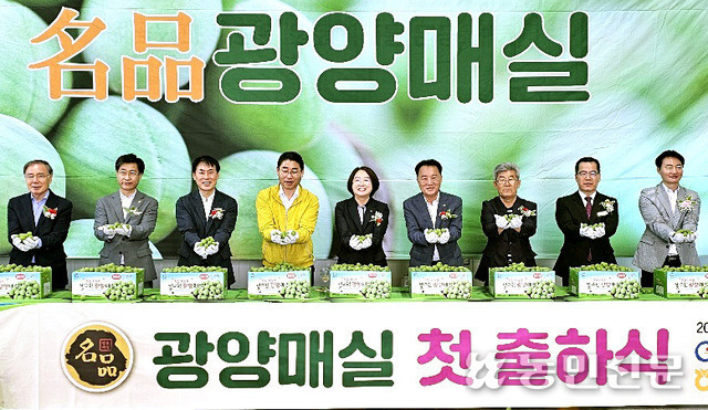 광양시농협조공법인 출범매실 첫 출하도