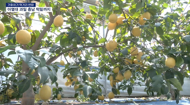 망고가 남부지방 점령 중 기후위기 팩트체크⑧