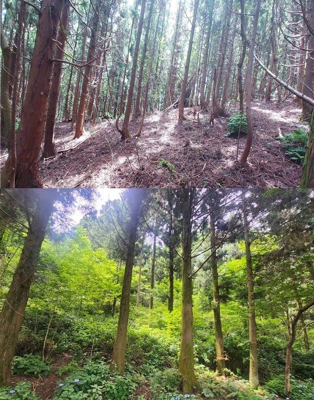 ‘제주 거문오름 40~50살 삼나무 10만 그루 베어내는 이유