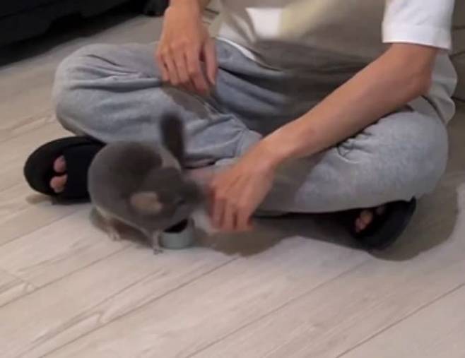 집사가 자기 밥그릇에 손 내밀자 절대 빼앗길 수 없다며 온몸으로 막아서 지키는 친칠라 애니멀 플래닛