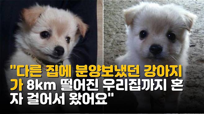 고양이의 방해 받지 않고 침대에 누워 드라마 보고 싶어 모기장 설치했더니 벌어진 일 애니멀 플래닛