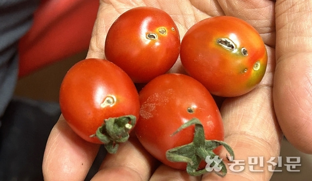 토마토뿔나방 전국 확산친환경농가 방제법 없어 ‘울상