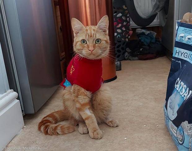 차 보닛 밑에 '동물' 들어간 줄 모르고 운전했는데...화상입고 다리 잃은 고양이 | 노트펫