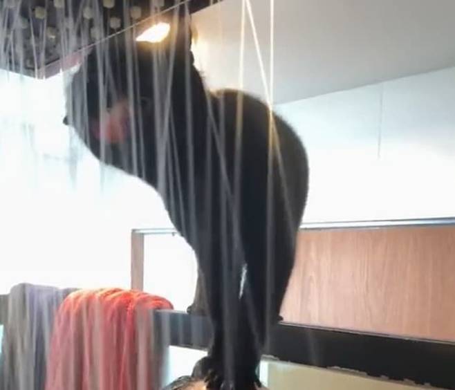 샤워할 때마다 집사의 머리 발로 밟고서 샤워기 물 할짝할짝 마신다는 이해불가 고양이 애니멀 플래닛
