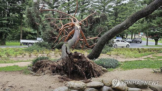 뿌리 드러낸 채 쓰러진 제천 의림지 노송